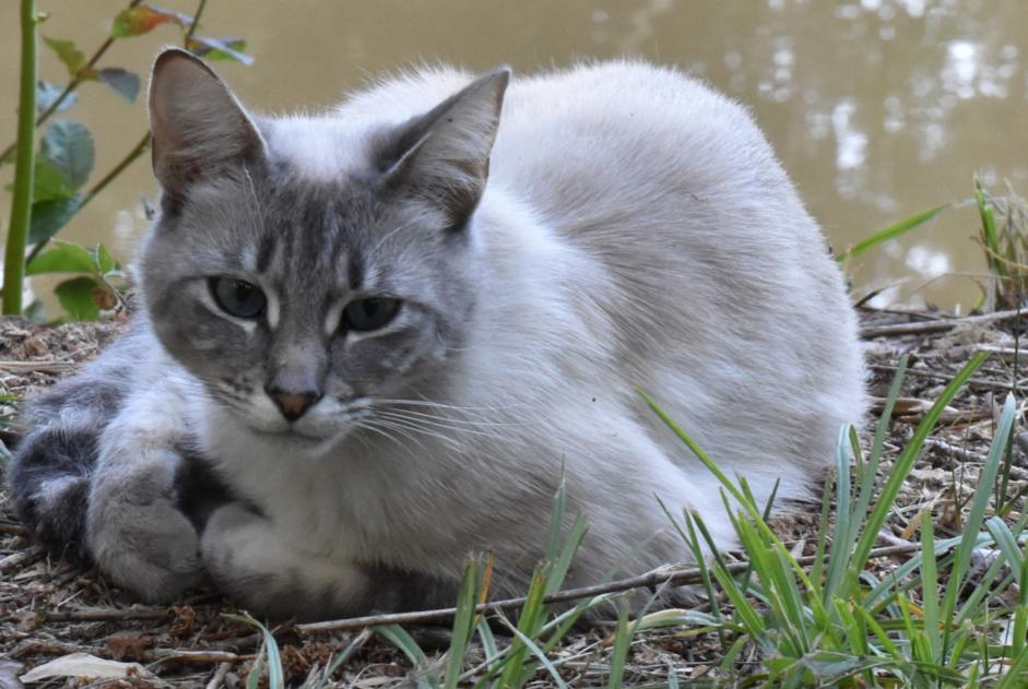 Liste des chats perdus - Alertes Disparition